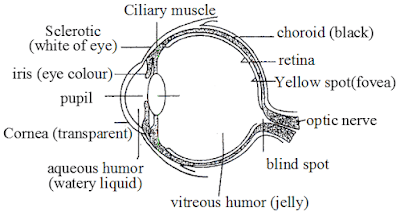 Simple eye diagrams | Easy eye diagram | Labeled eye diagram - Pharmacy ...