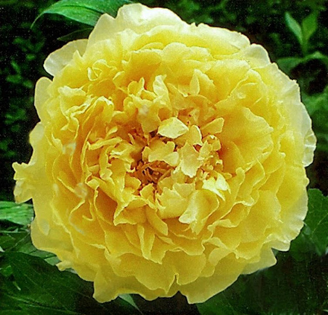 My Virtual Garden: Peonies