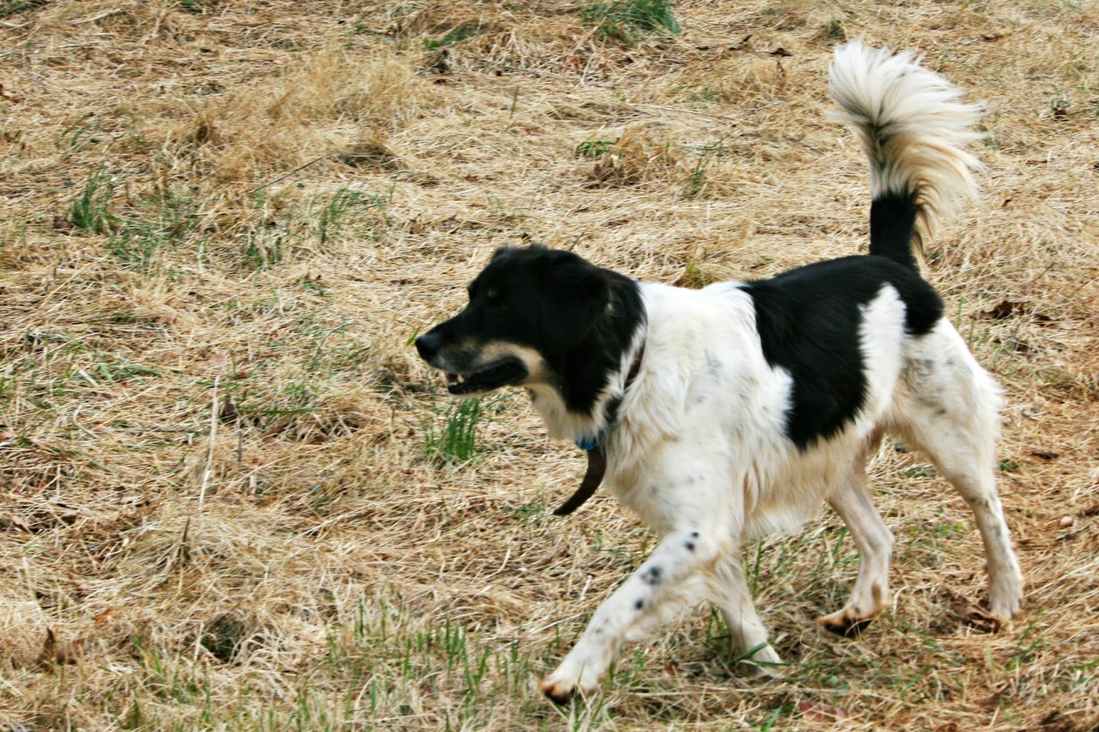Two Bears Farm and the Three Cubs: Great Farm Dog: Position Filled