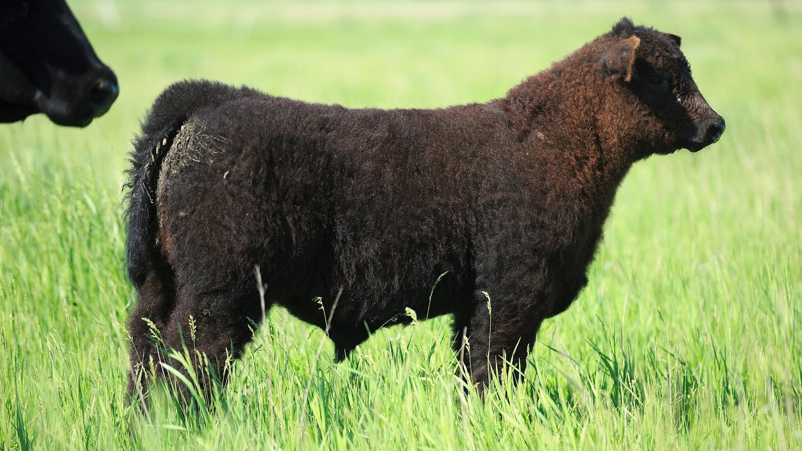 RCC Blog: Thompson Show Steers has a DEEP set of High Quality Show ...