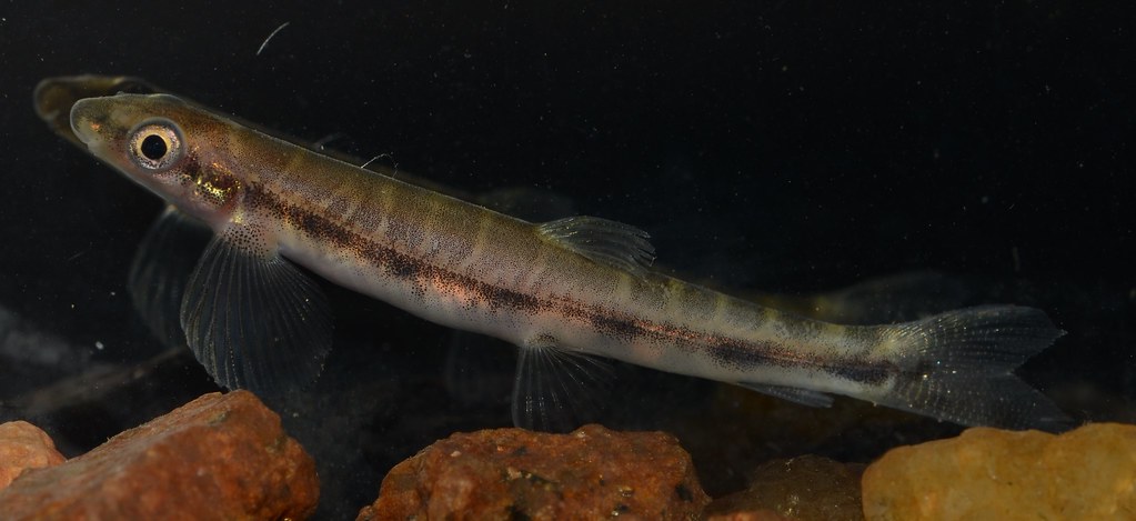 Artes de Pesca: ACTINOPTERYGII