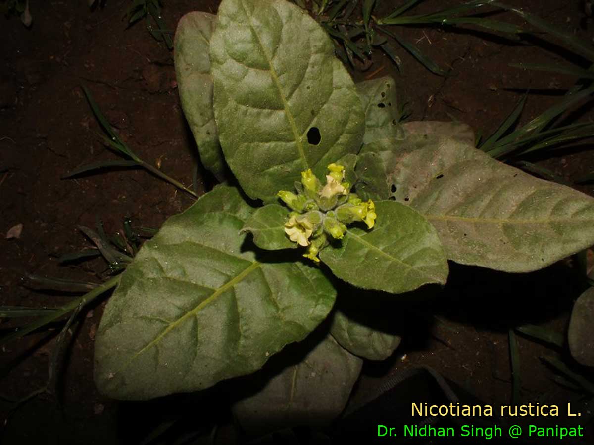 Medicinal Plants: Nicotiana rustica, Wild tobacco, Brazilan tobacco