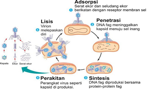 Reproduksi Virus | Cara dan Tahap-Tahap Replikasi Virus - ittekcno