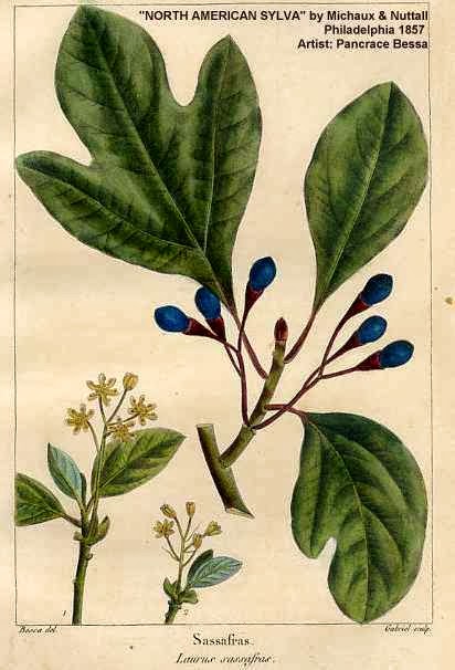 Fruit Seeds of Southern Michigan: Sassafras albidum -- Sassafras