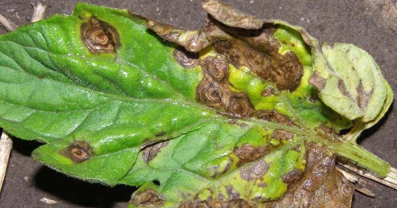 Early Blight & Late Blight | Different Symptoms and causes