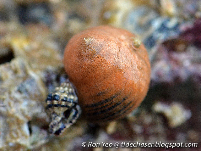 tHE tiDE cHAsER: Chilodontid Snails (Phylum Mollusca: Family ...