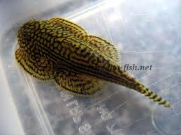 Gebang-Santai.blogspot.com: ALTERNATIF KEPADA IKAN BANDARAYA