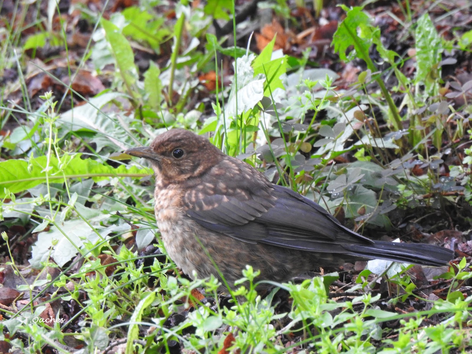 PASARI DIN ROMANIA: Mierla (4) , Pui mici, Turdus merula