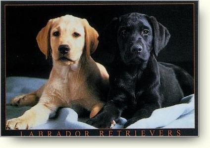 Cantinho da Lola: Raças: Você conhece o Labrador?