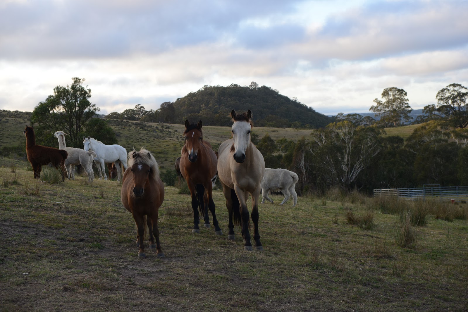 Small Animal Talk: Saving Australia's brumbies