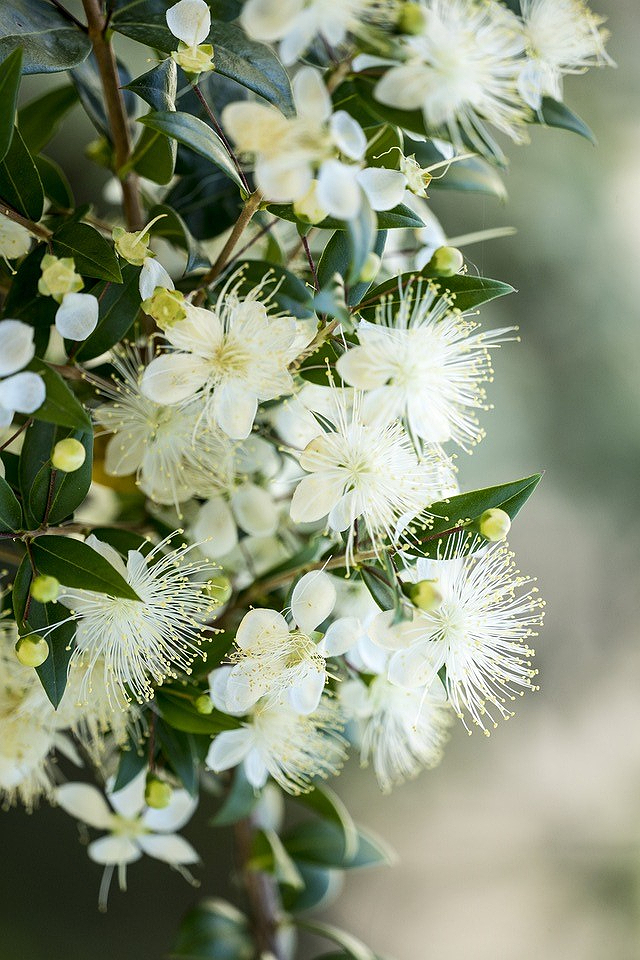 Il Mirto | BRICIOLE DI SAPORI