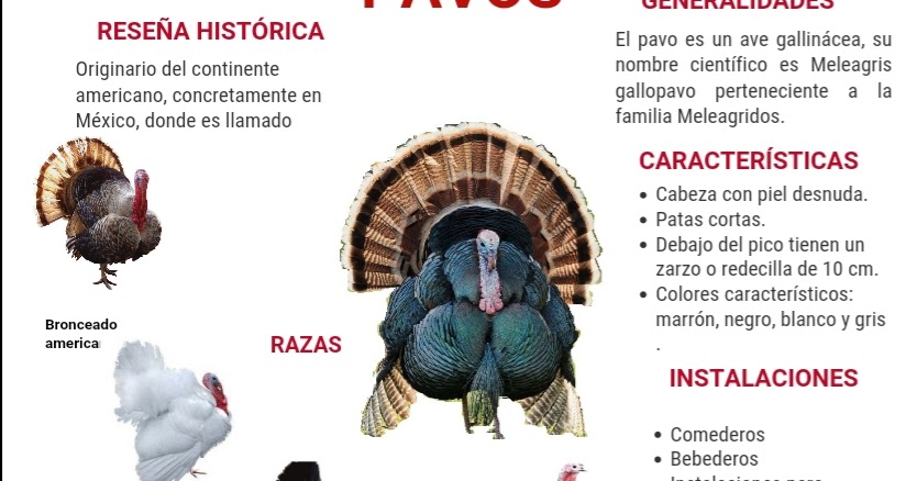 PRODUCCION AVICOLA : INFOGRAFIA DE PAVOS