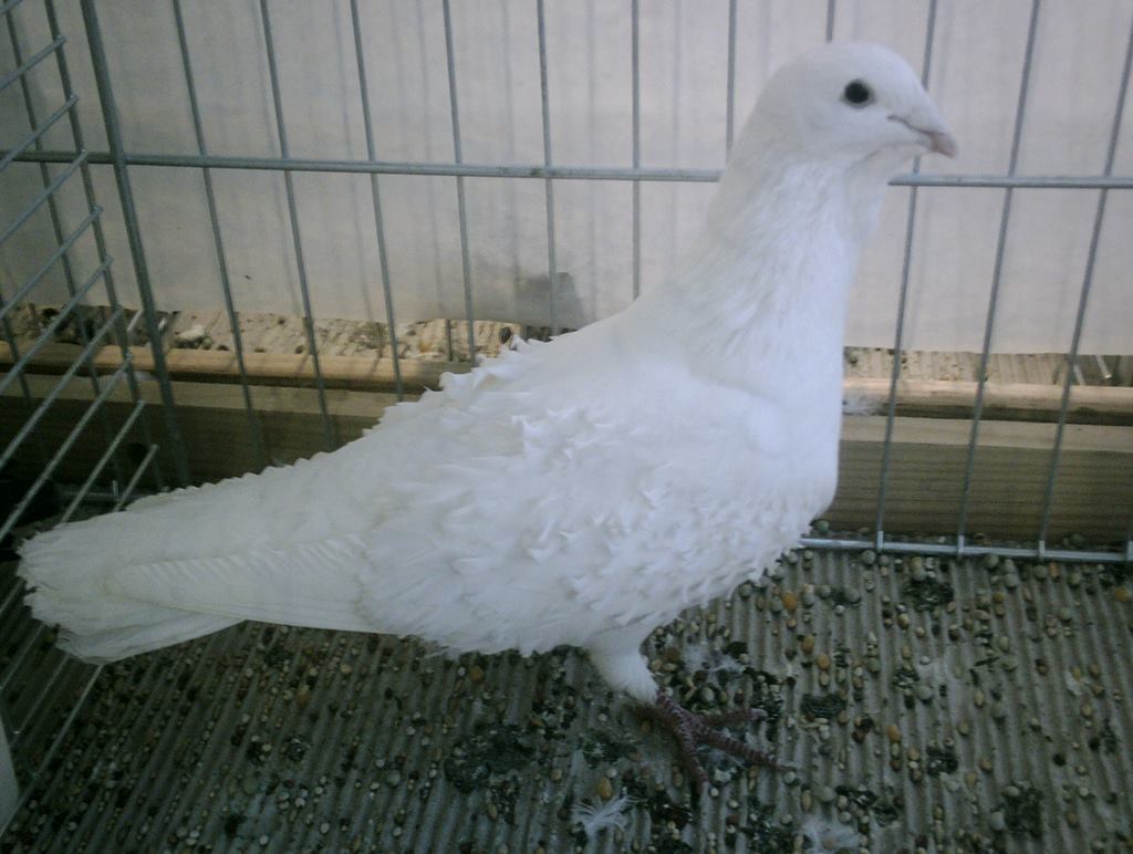 World of Pigeons and Doves: Syrian Frillback