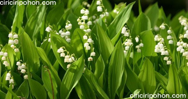 Jenis-jenis Bunga Paling Mahal - Ciriciripohon.com