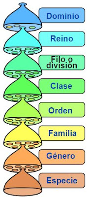 PRINCIPALES FILOS ANIMALES