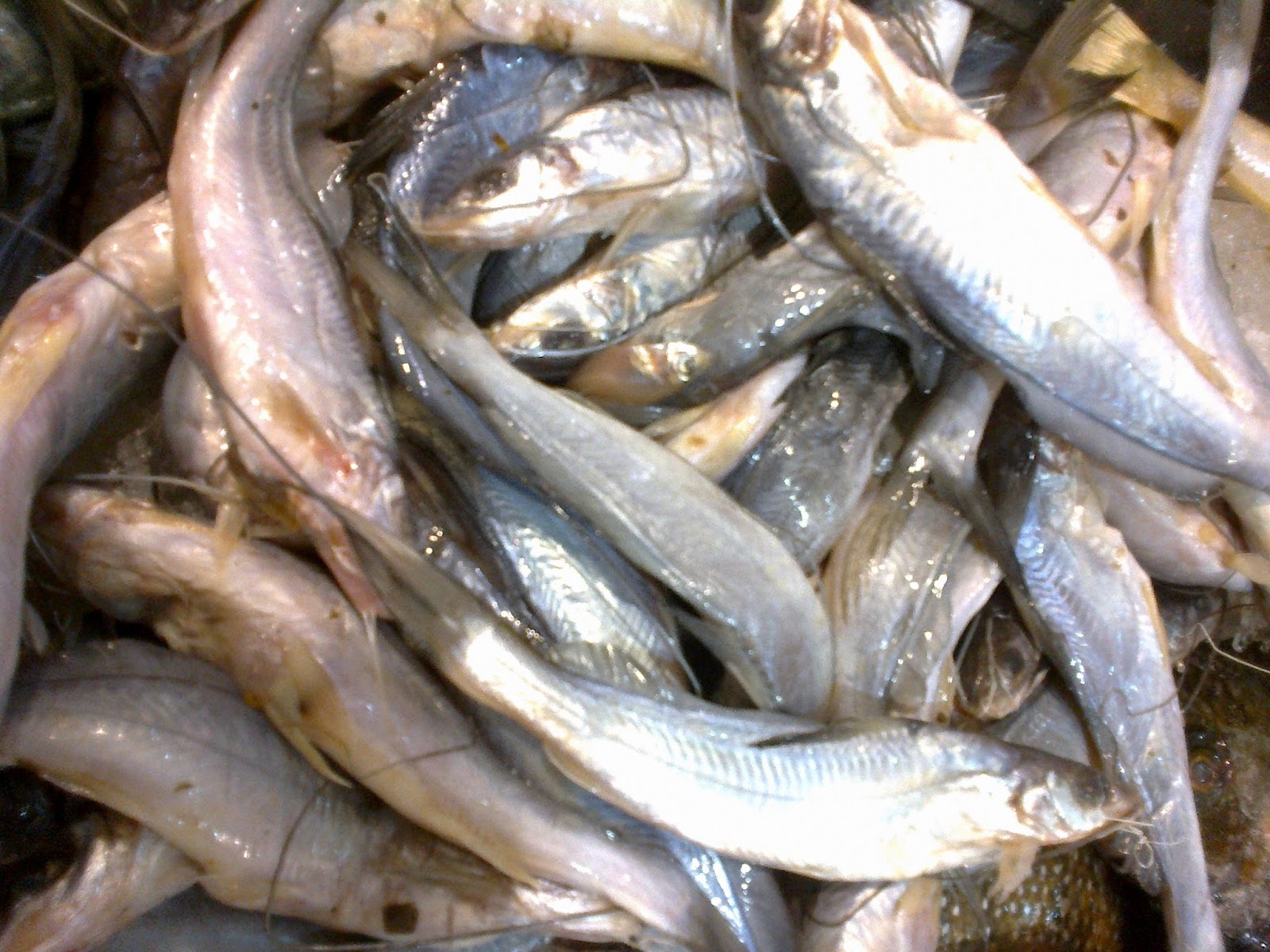 Fish Arcade – Bridging the gap between you and all