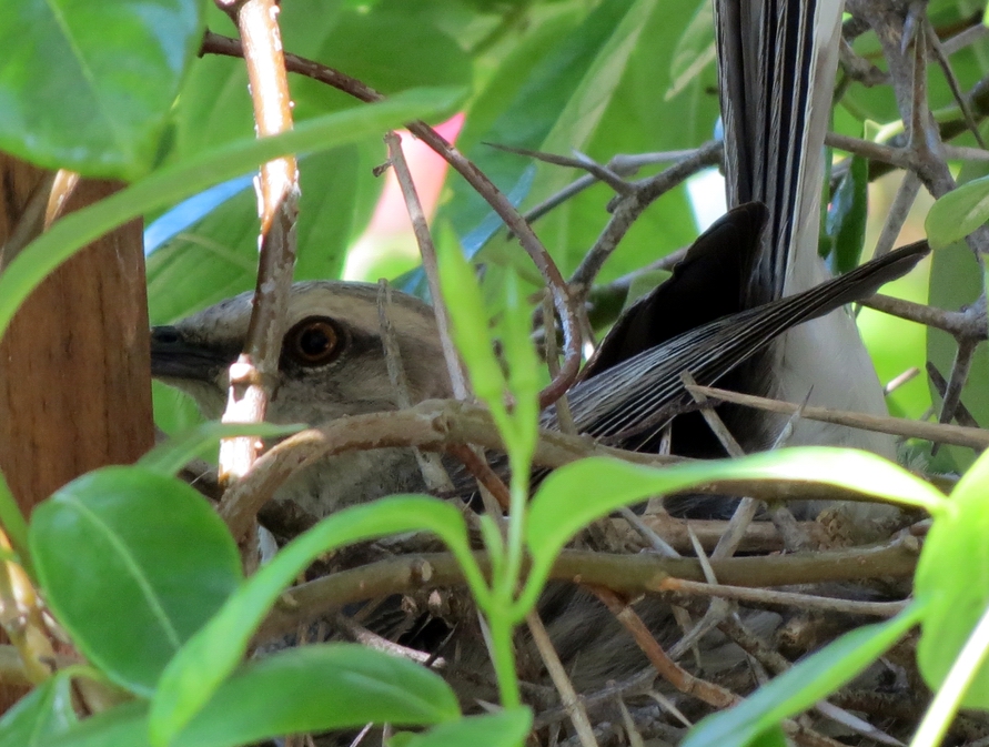 Hiking Curaçao - Flora and Fauna: Chuchubi Nest - Mockingbird on nest ...