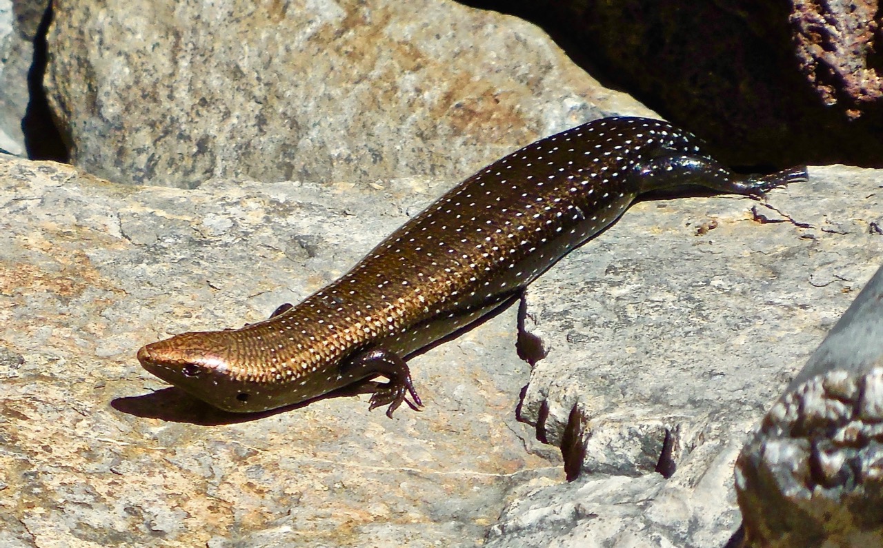 LA GOMERA ISLAND (Canary Islands): Golden Skink