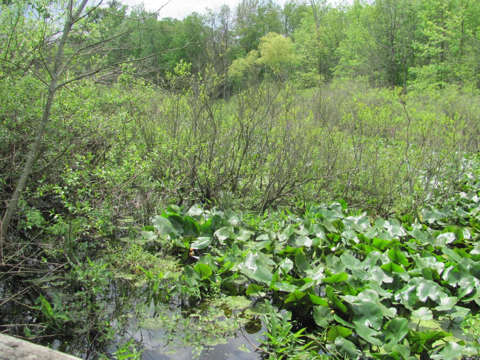 Terri of the Trails: The Great Marsh of the Indiana Dunes: The Backstory