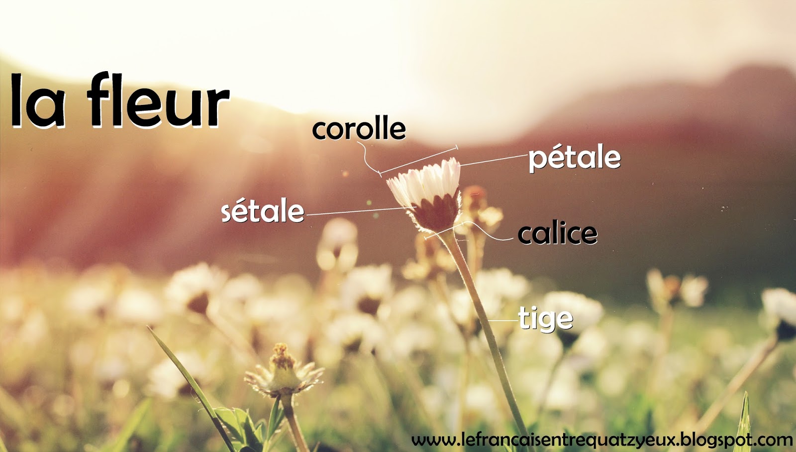 Vocabulaire autour des fleurs ♣ | Le français entre quat'z'yeux