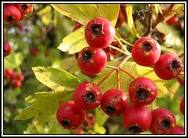 Blog cu de toate: FRUCTELE DE PADURE