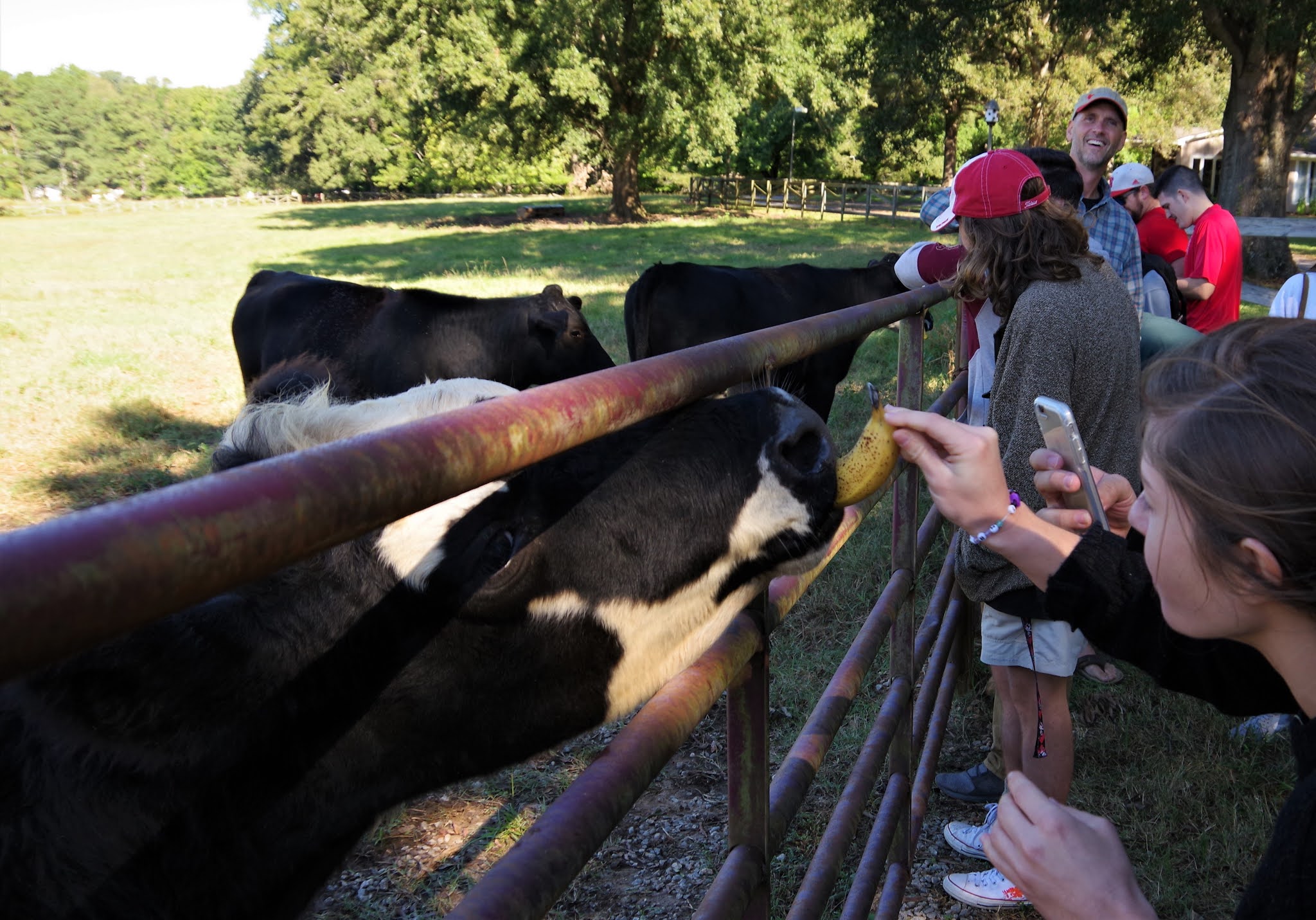 Falling in love with Ninja Cow Farm