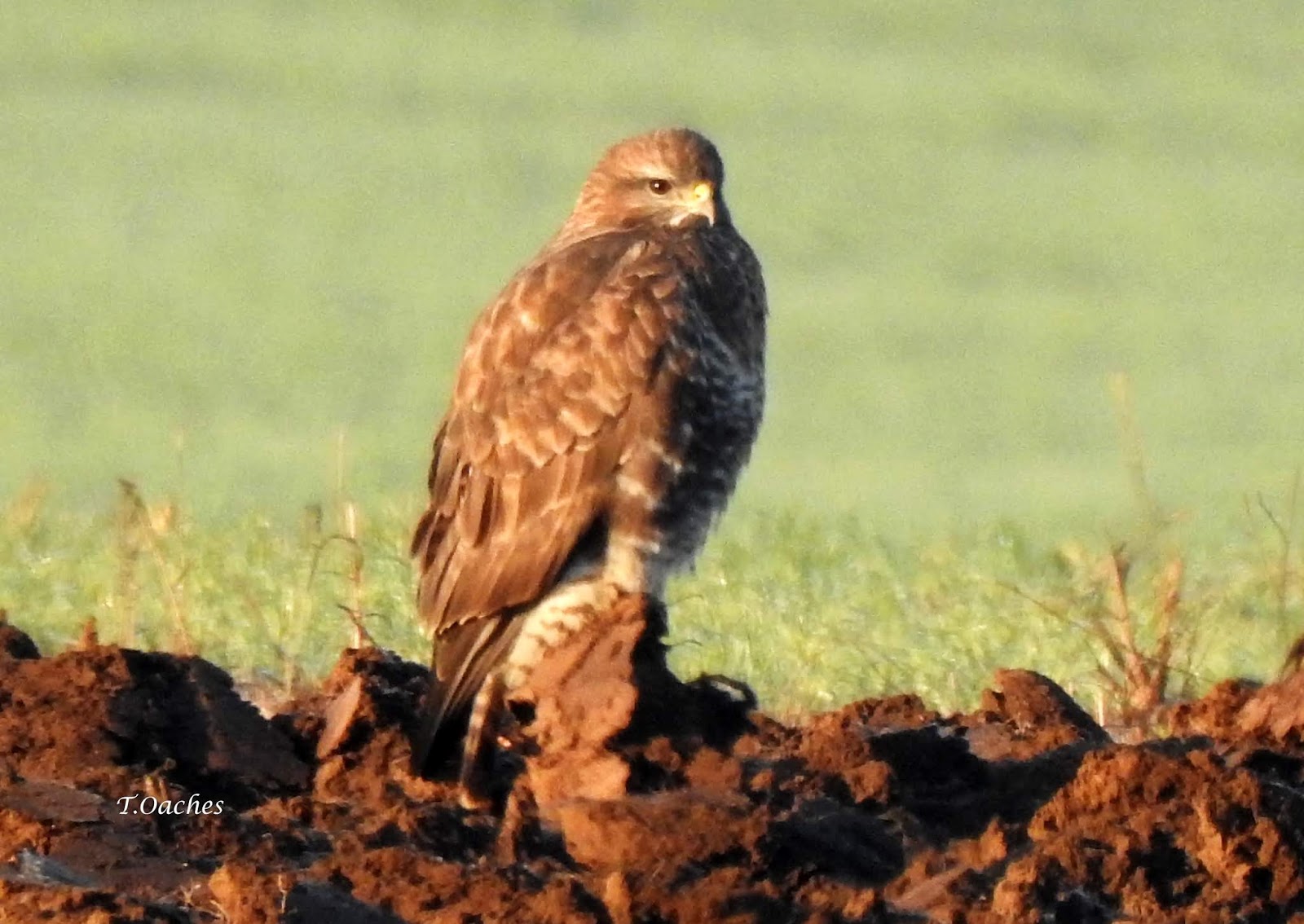 PASARI DIN ROMANIA: SORECAR COMUN, Buteo buteo