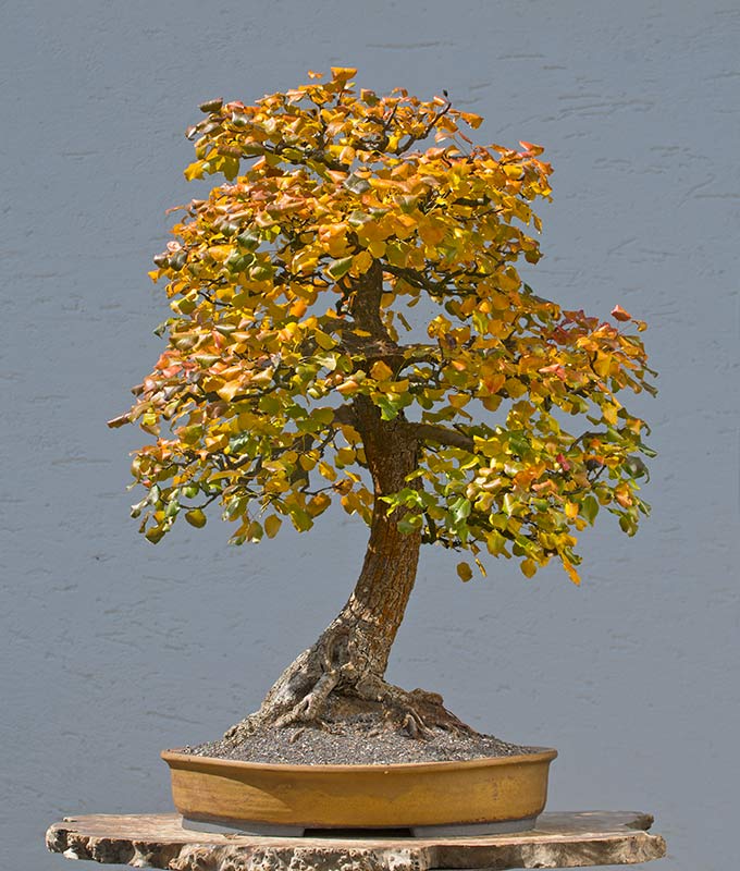 Walter Pall Bonsai Adventures: Wild pear #1