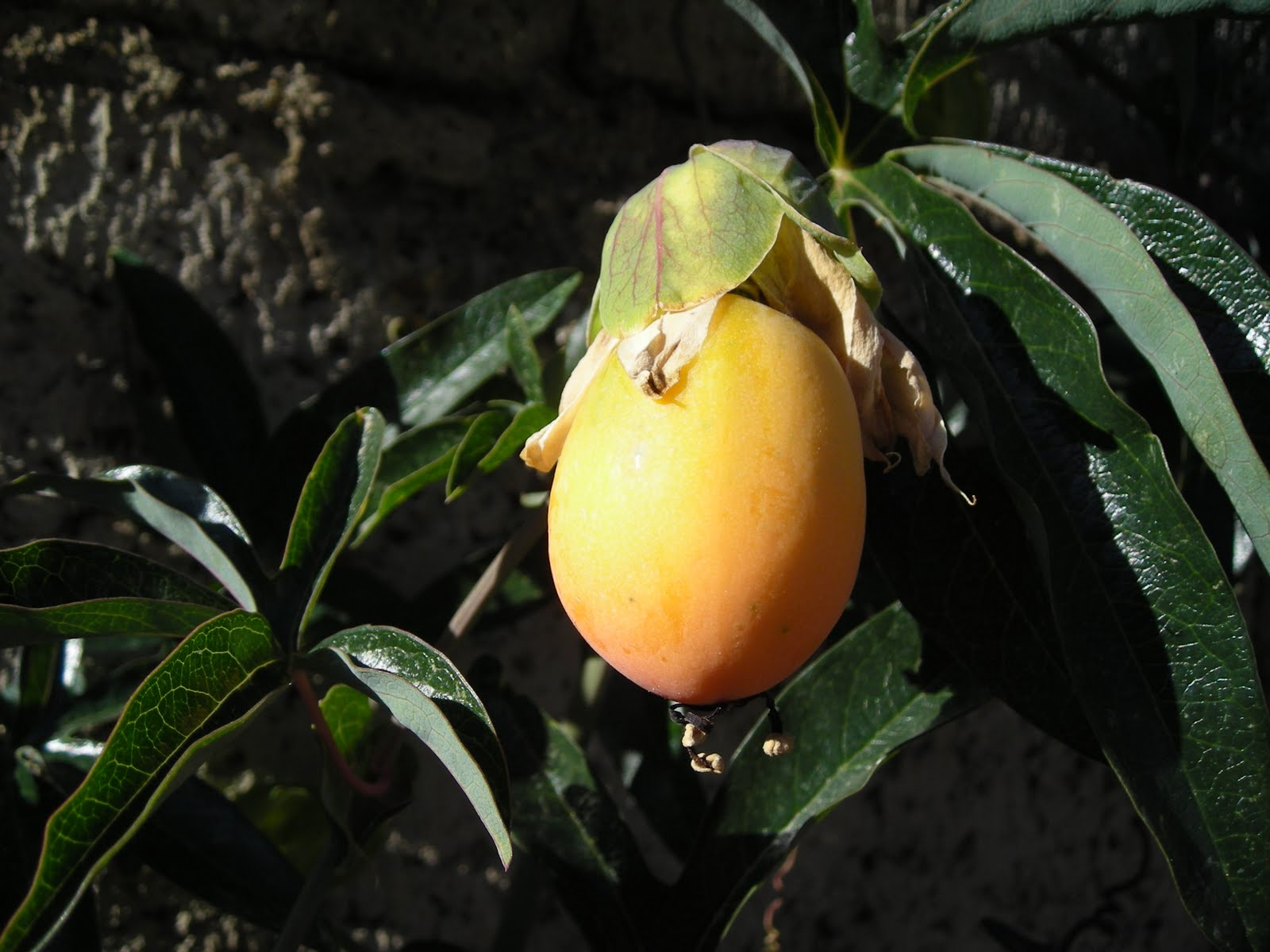 El ti Joaquín . com: Historias en las plantas.