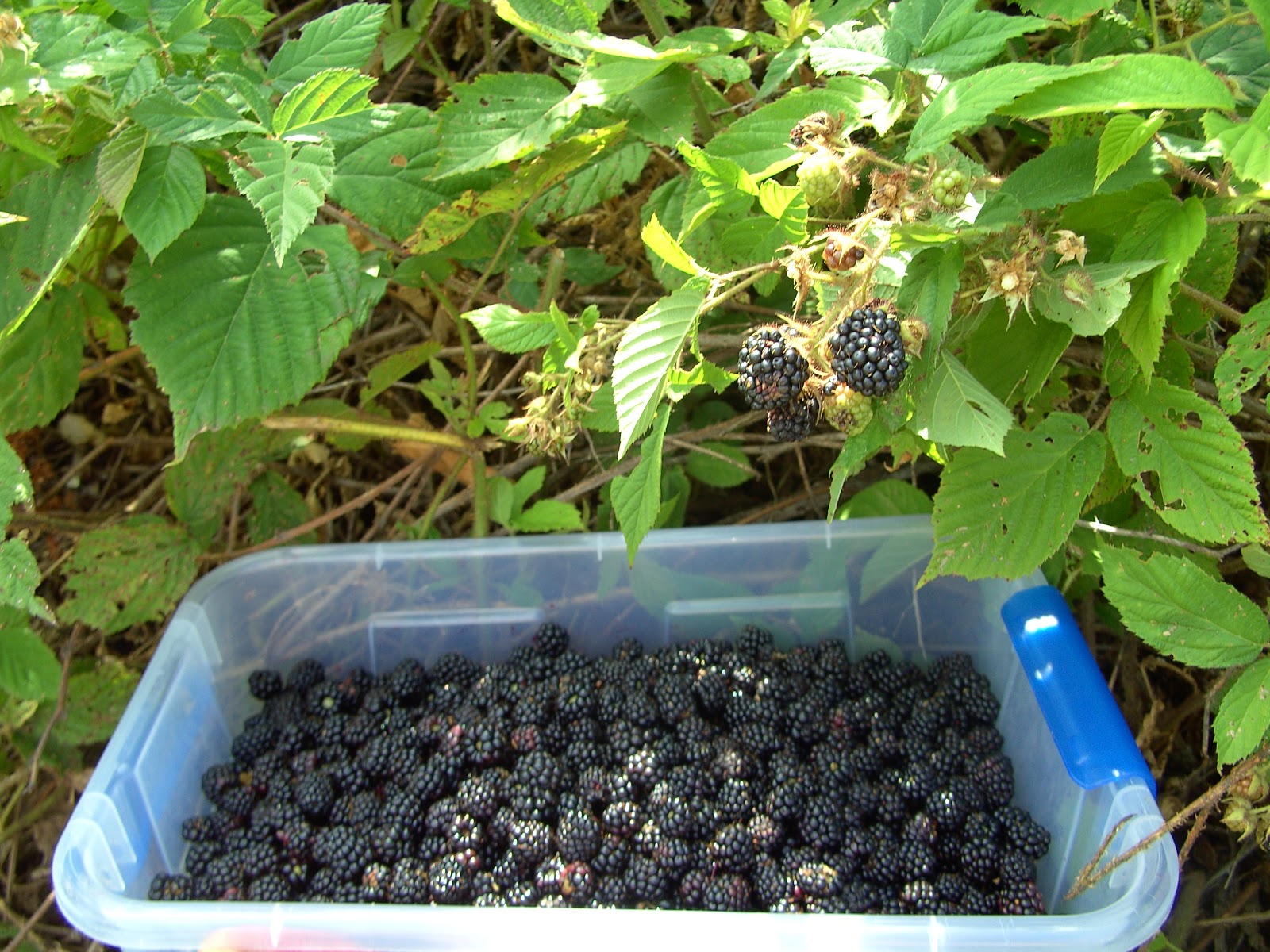 aroma de fructe deshidratate: Murele