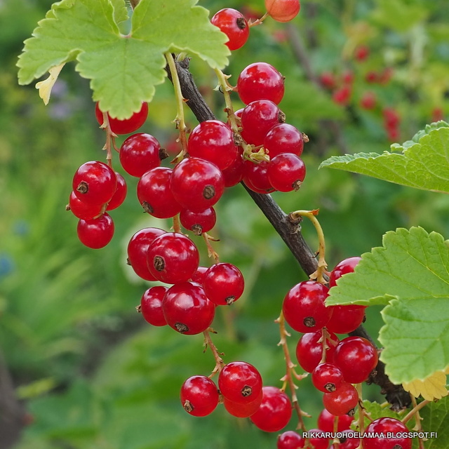 Rikkaruohoelämää: Hyötyä vai harrastusta?