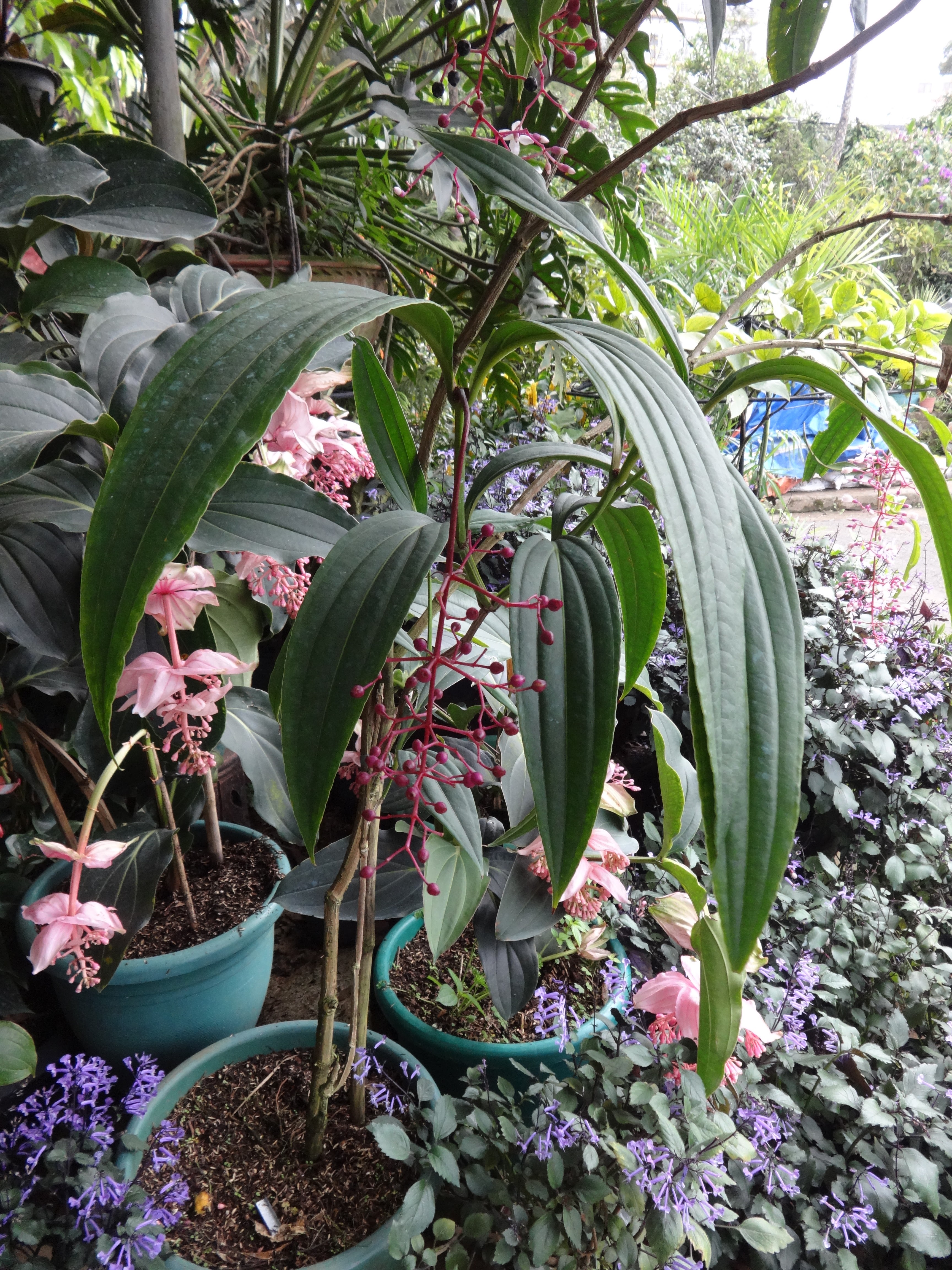 Herbs from Distant Lands: Medinilla magnifica, Medinilla pendula ...