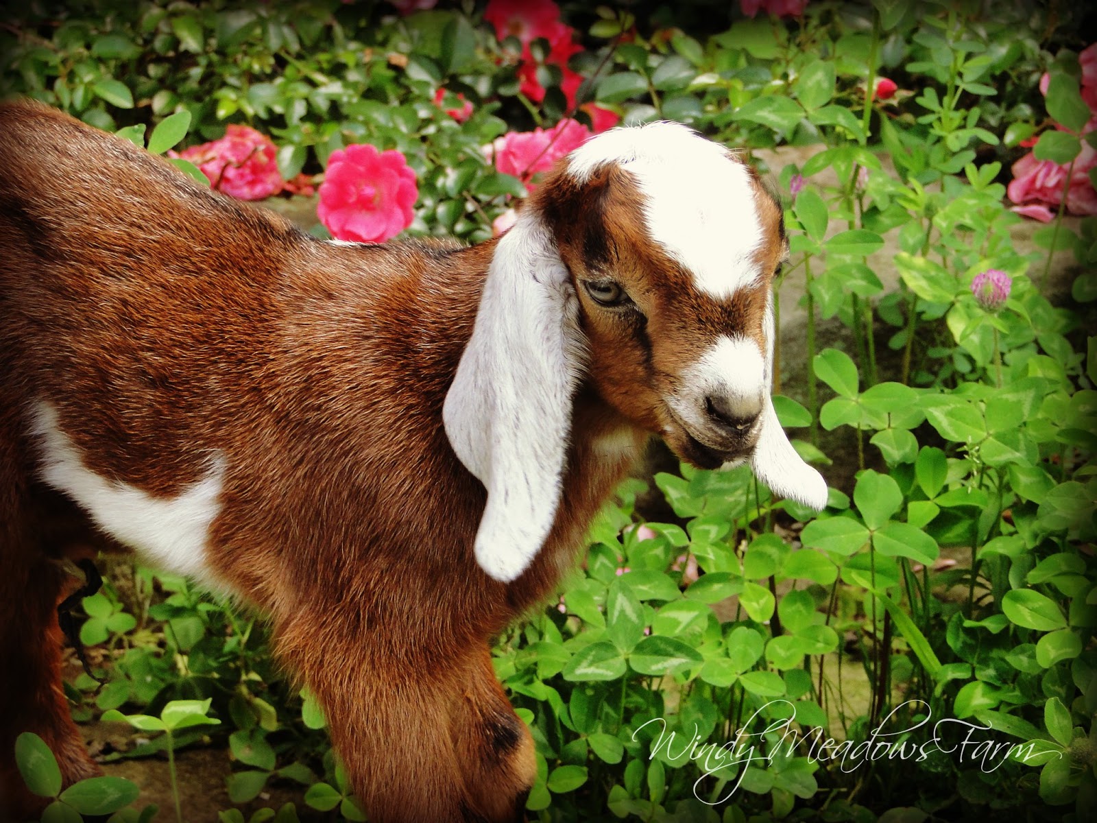 Windy Meadows Farm: baby goat cuteness!
