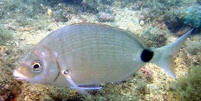 Diário de um Pescador: Peixes de Praia - Marimbá