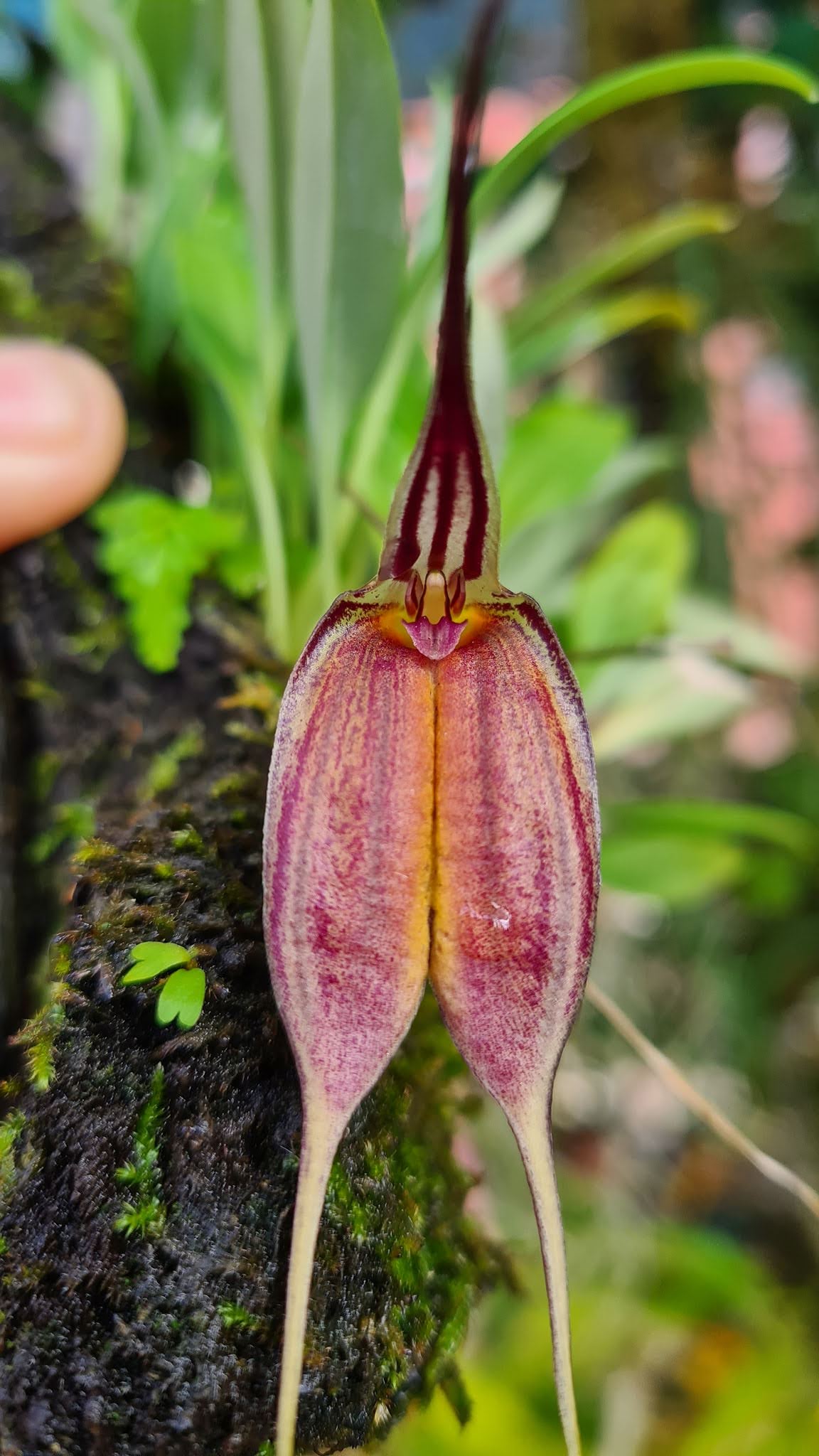 Masdevallia patula Luer & Malo