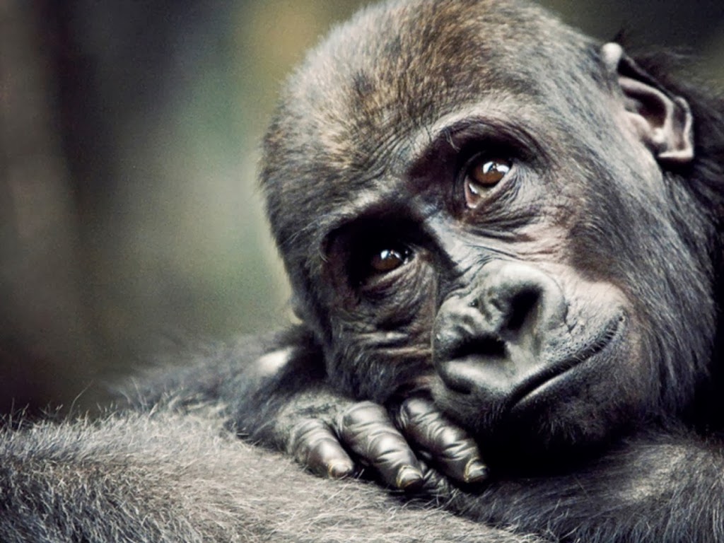 Primates Wallpapers ~ iWallpapers