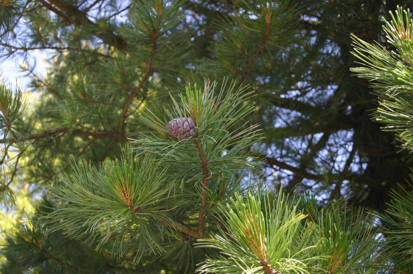 Pokloni mi cvet: Pinus cembra