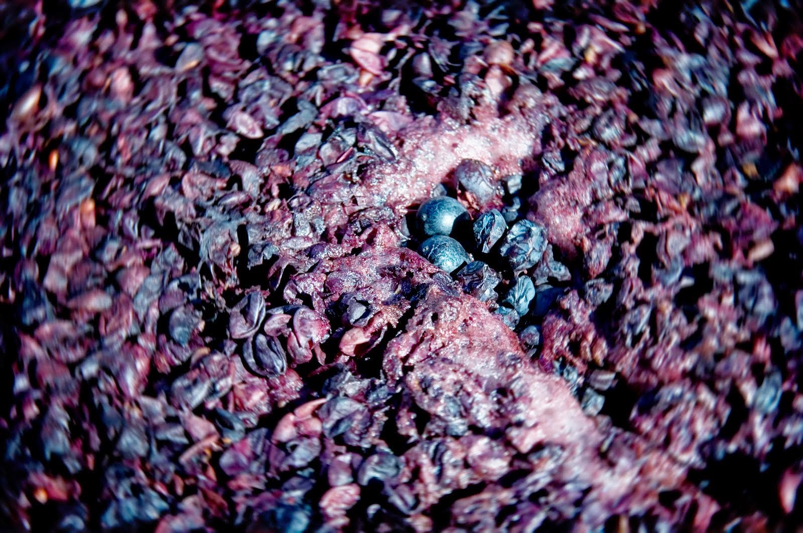 Old Italian Winemaker's Blog: Old School Wine making