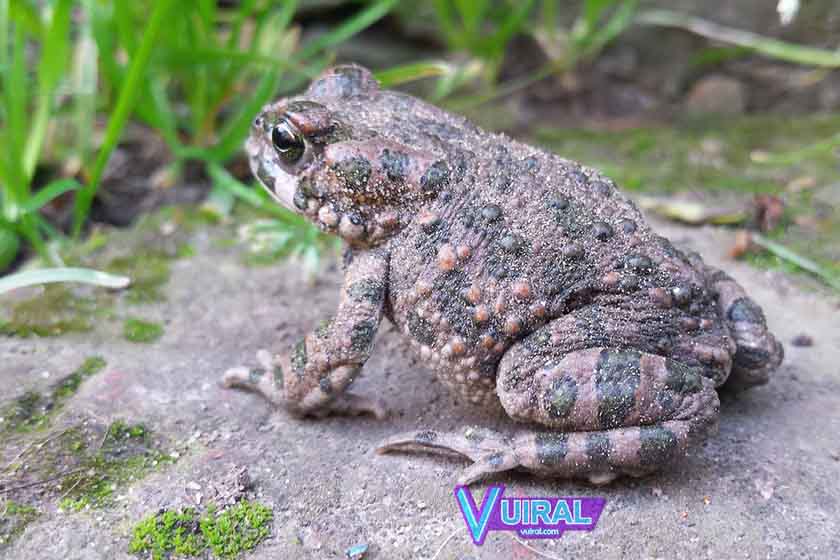 Pengertian, Ciri Ciri Dan Contoh Hewan Amfibi (Amphibia) - Vuiral