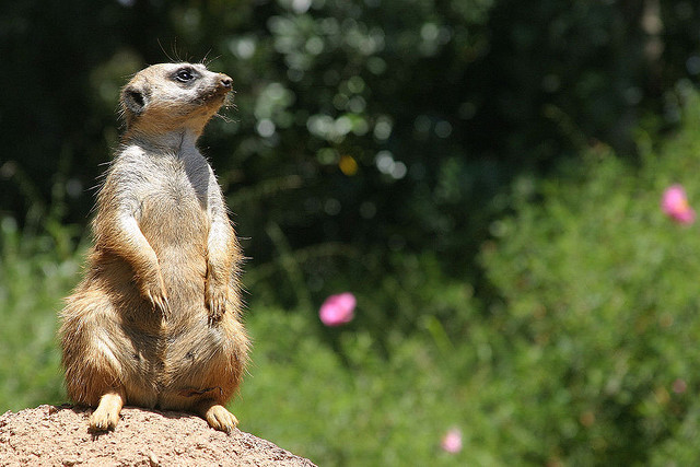 The Meerkat - Sun Angel of Africa | The Ark In Space