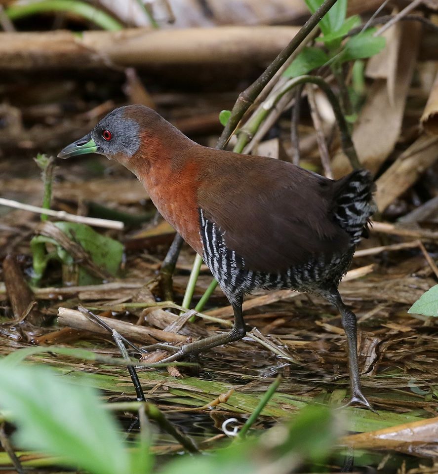 Blue Eyed Birding: Costa Rica: 4th March 2020