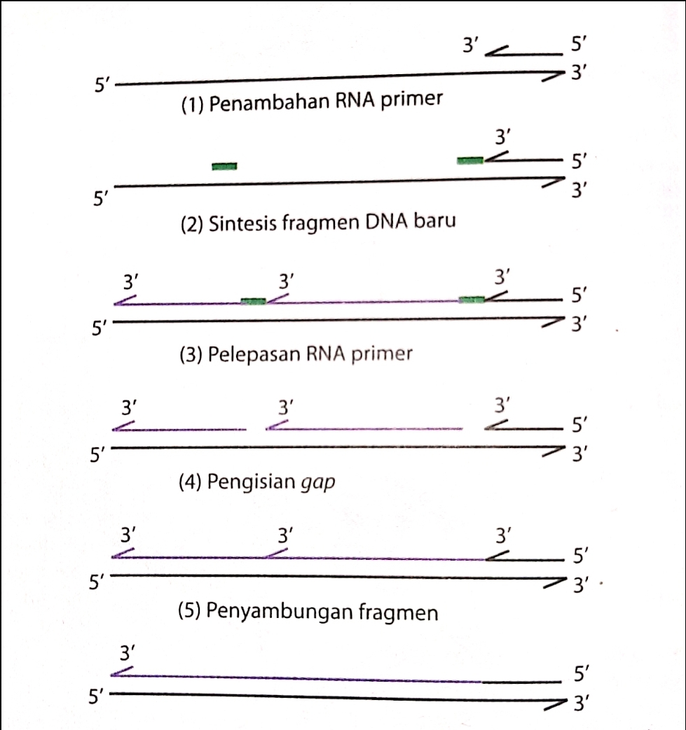 Mengenal Proses Replikasi DNA