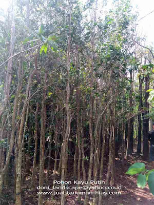 Jual Pohon Kayu Putih | Tanaman Kayu Putih Berkwalitas ~ TUKANG TAMAN