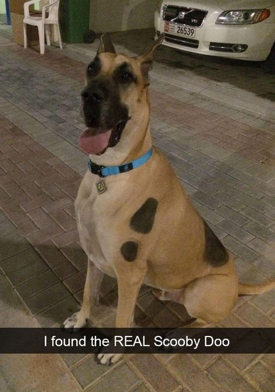 23 Scooby Doo Memes For Scoob!