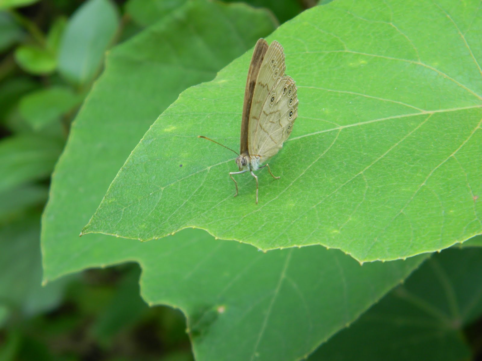 Clara's Closet: Butterfly models