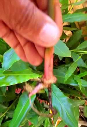 How To Grow Cardamom at Home | Growing Cardamom from seeds in Pot