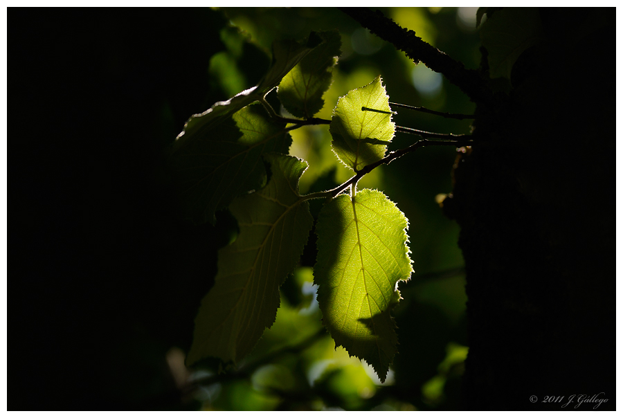 macroinstantes: Avellano