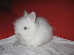 Animales domesticos: Conejo Angora