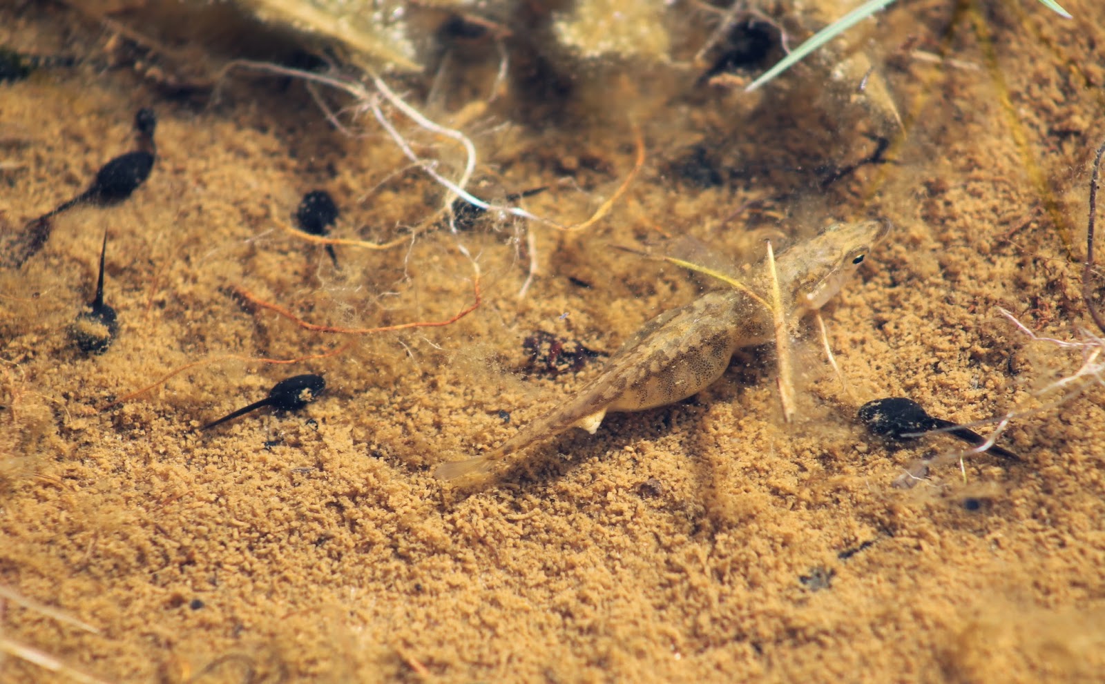 A Raft of Apples: Tiny Tadpoles
