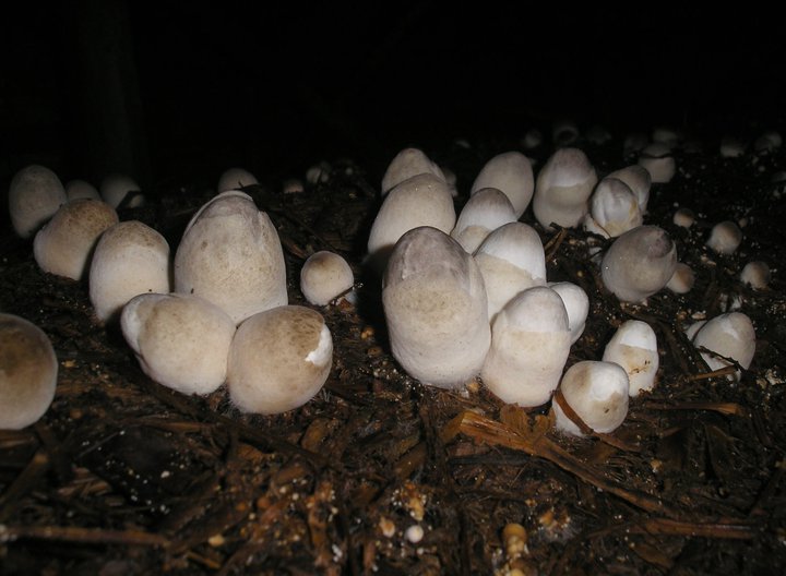 Bibit Jamur Merang: Pembuatan Kumbung Jamur Merang